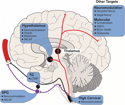 Therapeutic Approaches for the Management of Trigeminal Autonomic ...