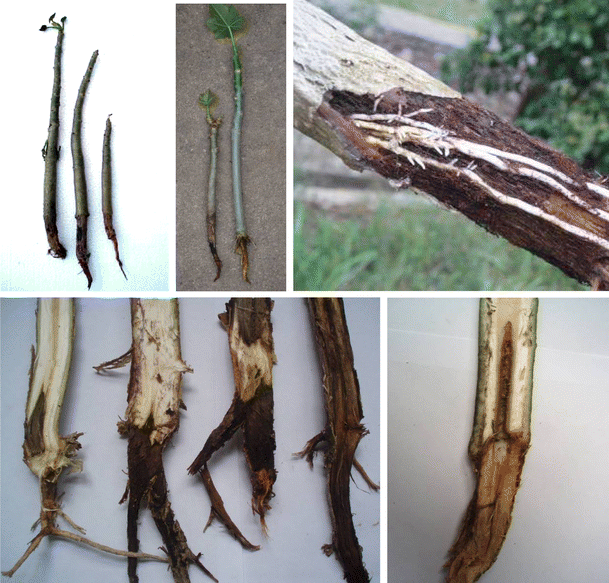 First report of Nectria haematococca causing root rot disease of physic ...