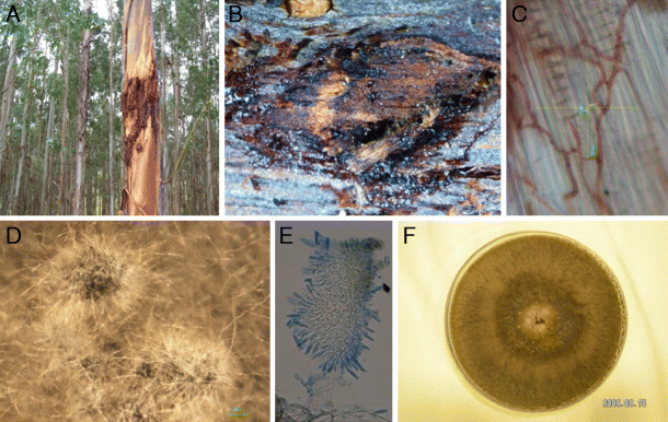 First report of Neofusicoccum parvum causing canker and die-back of ...