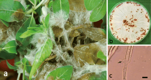 The occurrence of sclerotium rot on Catharanthus roseus caused by ...