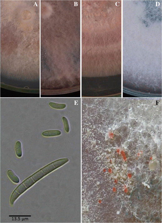 Recent incidence of collar canker and dieback of tea ( Camellia ...