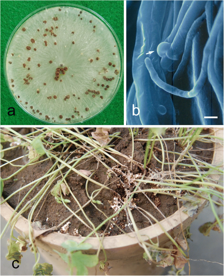 Oxalis purpurea sclerotium rot caused by Athelia rolfsii | SpringerLink