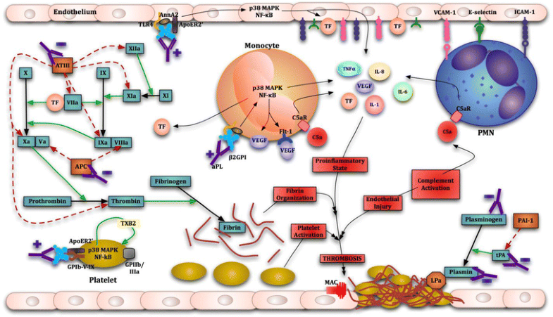 Pathophysiology of the antiphospholipid antibody syndrome | SpringerLink