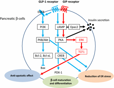 Role of GIP receptor signaling in β-cell survival | SpringerLink