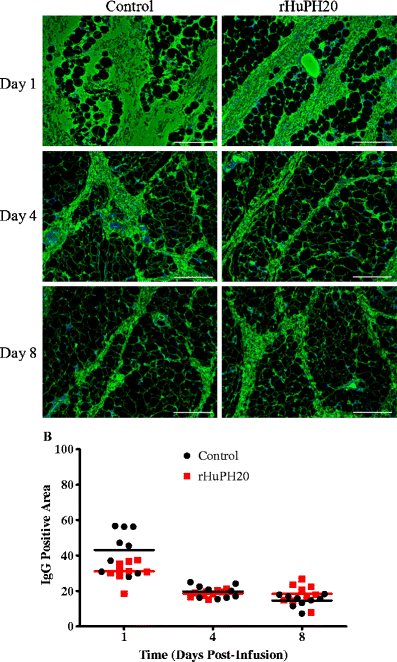 Recombinant human hyaluronidase PH20 (rHuPH20) facilitates subcutaneous ...