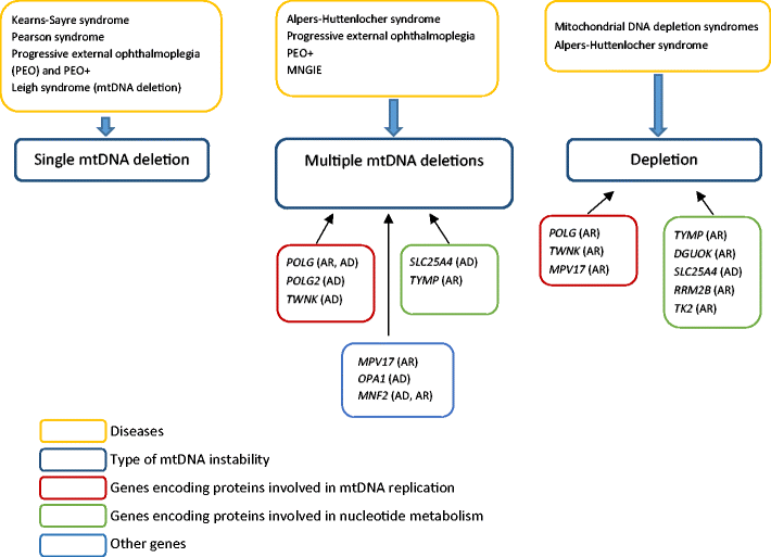 Nuclear genes involved in mitochondrial diseases caused by instability ...