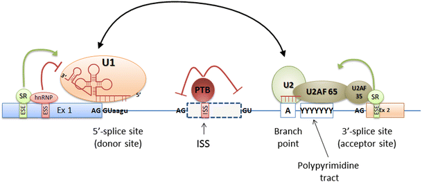 Splicing mutations in human genetic disorders: examples, detection, and ...
