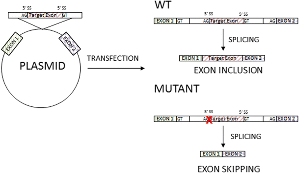 Splicing mutations in human genetic disorders: examples, detection, and ...