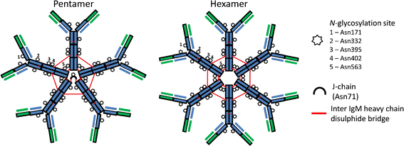 Site-Specific N-Glycosylation of Recombinant Pentameric and Hexameric ...