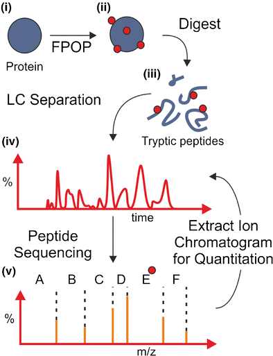 FPOP-LC-MS/MS Suggests Differences in Interaction Sites of Amphipols ...