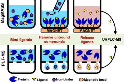 Development of a Magnetic Microbead Affinity Selection Screen (MagMASS ...