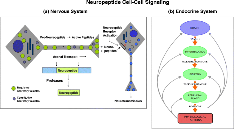 Diversity of Neuropeptide Cell-Cell Signaling Molecules Generated by ...