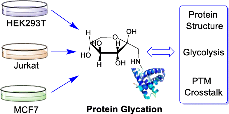 Comprehensive Analysis of Protein Glycation Reveals Its Potential ...