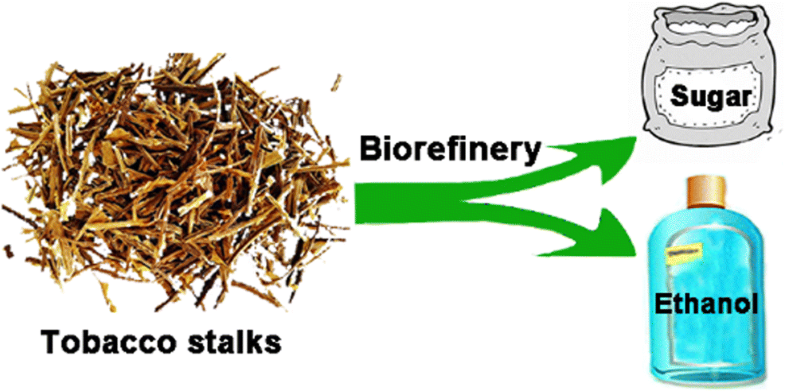 Enhancement of saccharification and ethanol conversion from tobacco ...
