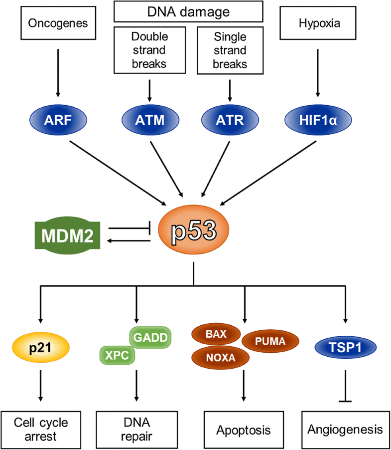Interplay between HSF1 and p53 signaling pathways in cancer initiation and progression: non ...
