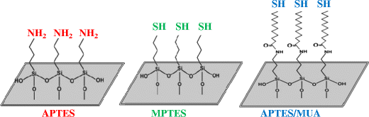 Optimizing the immobilization of gold nanoparticles on functionalized ...
