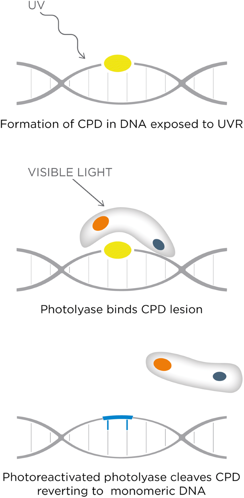 New Vision in Photoprotection and Photorepair | SpringerLink