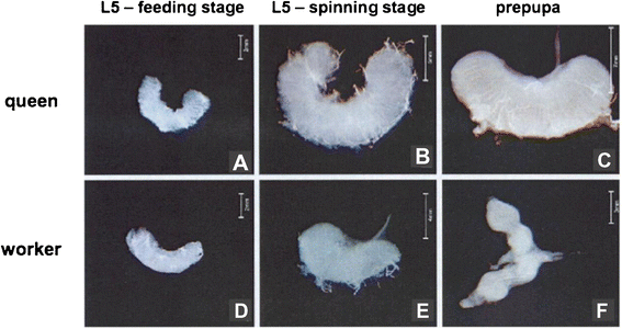 The ovary and its genes—developmental processes underlying the ...