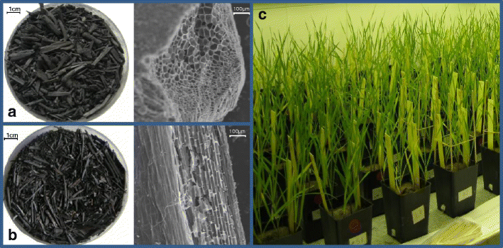 Enhanced wheat yield by biochar addition under different mineral ...