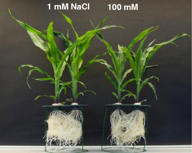 Salt stress in maize: effects, resistance mechanisms, and management. A ...