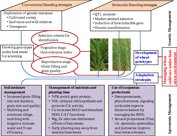 Heat stress effects and management in wheat. A review | SpringerLink