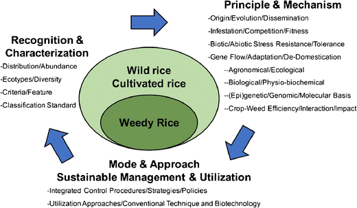 Weedy rice in sustainable rice production. A review | SpringerLink