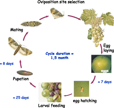 Biological protection against grape berry moths. A review | SpringerLink