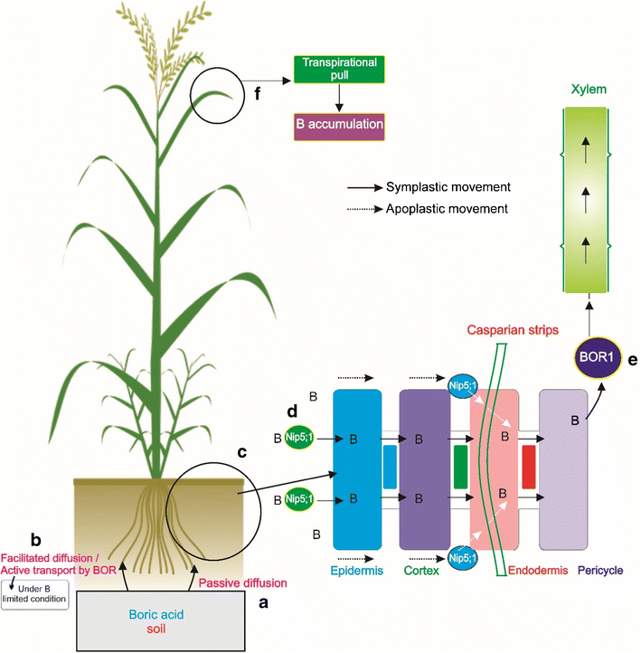 Boron nutrition of rice in different production systems. A review ...