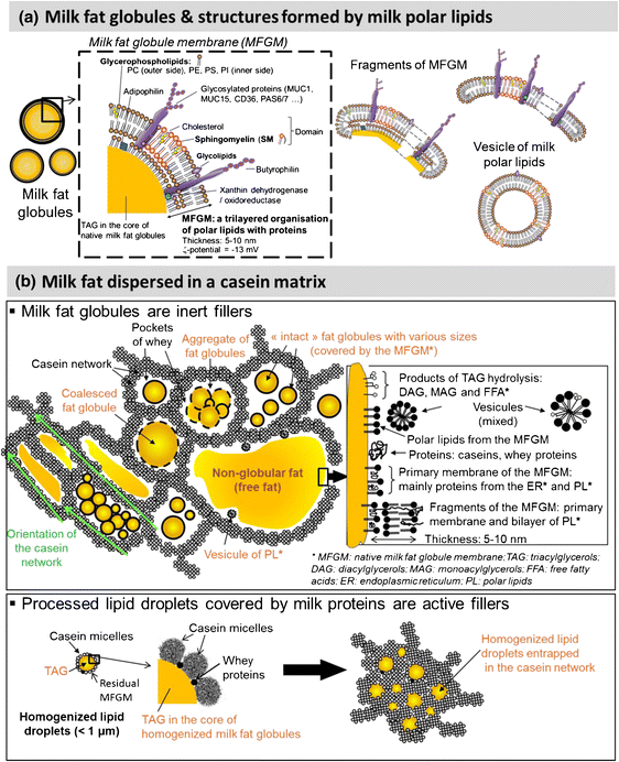 Organization of lipids in milks, infant milk formulas and various dairy ...
