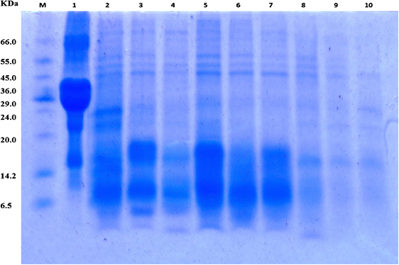 Enzymatic hydrolysis of camel milk casein and its antioxidant ...