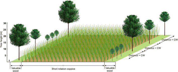 Alley coppice—a new system with ancient roots | SpringerLink
