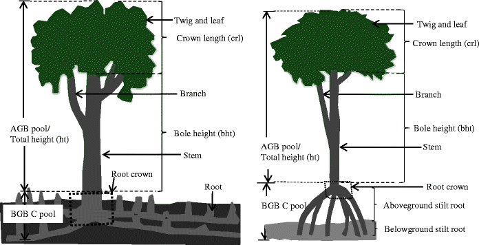 Above- and belowground tree biomass models for three mangrove species ...