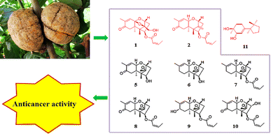 Identification and Cytotoxic Activities of Two New Trichothecenes and a ...