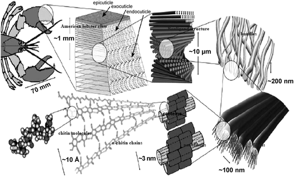Preparation and application of chitin and its derivatives: a review ...