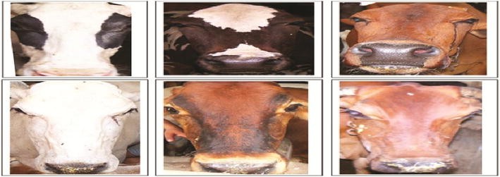 Face Recognition of Cattle: Can it be Done? | SpringerLink
