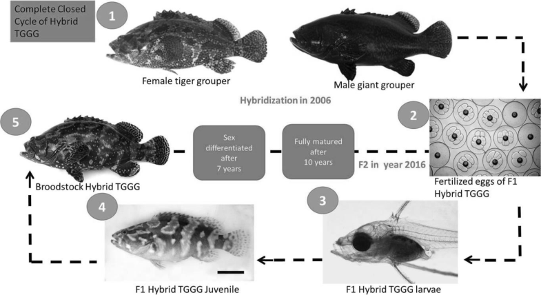 Natural spawning, embryonic and larval development of F2 hybrid grouper ...