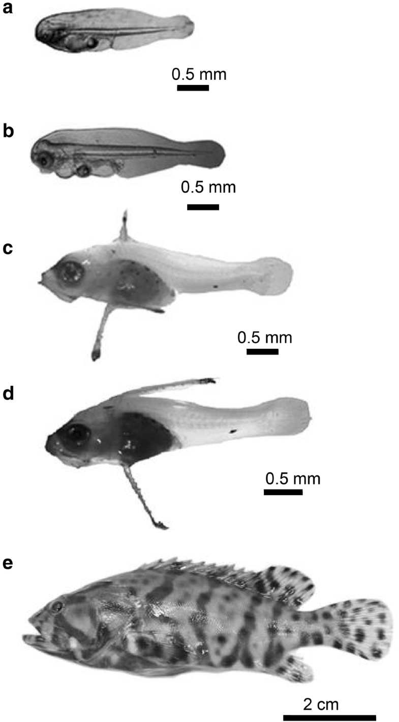 Natural spawning, embryonic and larval development of F2 hybrid grouper ...