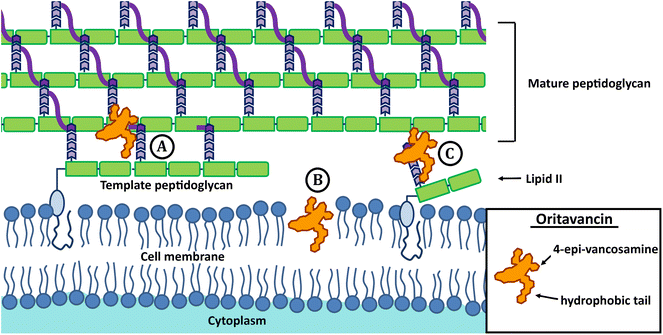Oritavancin: A New Lipoglycopeptide Antibiotic in the Treatment of Gram ...