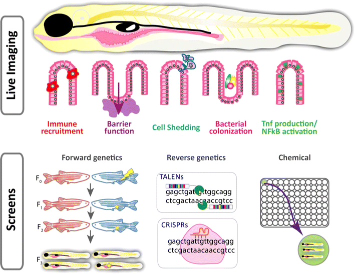 Infection, Inflammation and Healing in Zebrafish: Intestinal ...