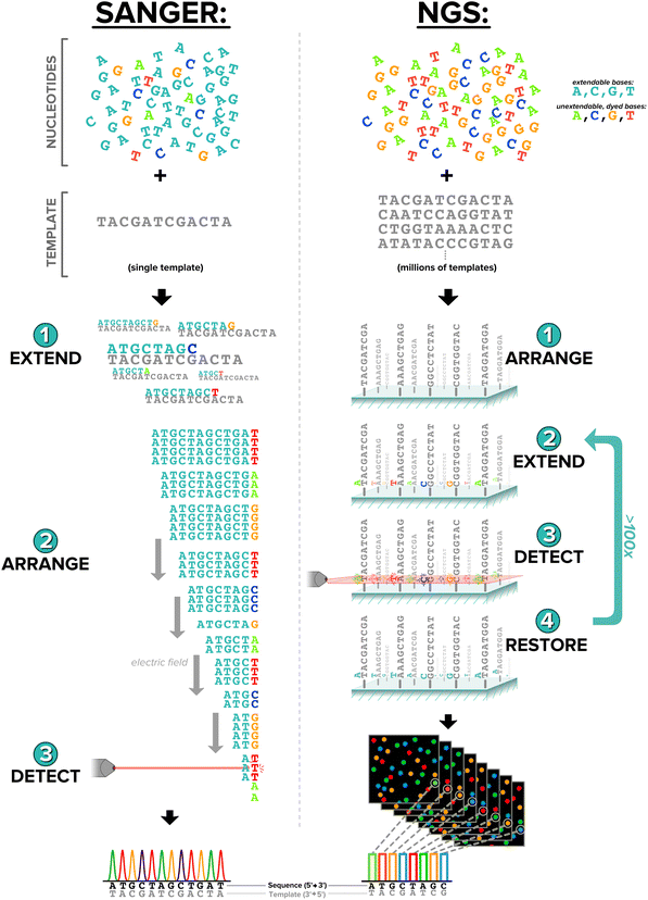 Understanding the Basics of NGS: From Mechanism to Variant Calling ...