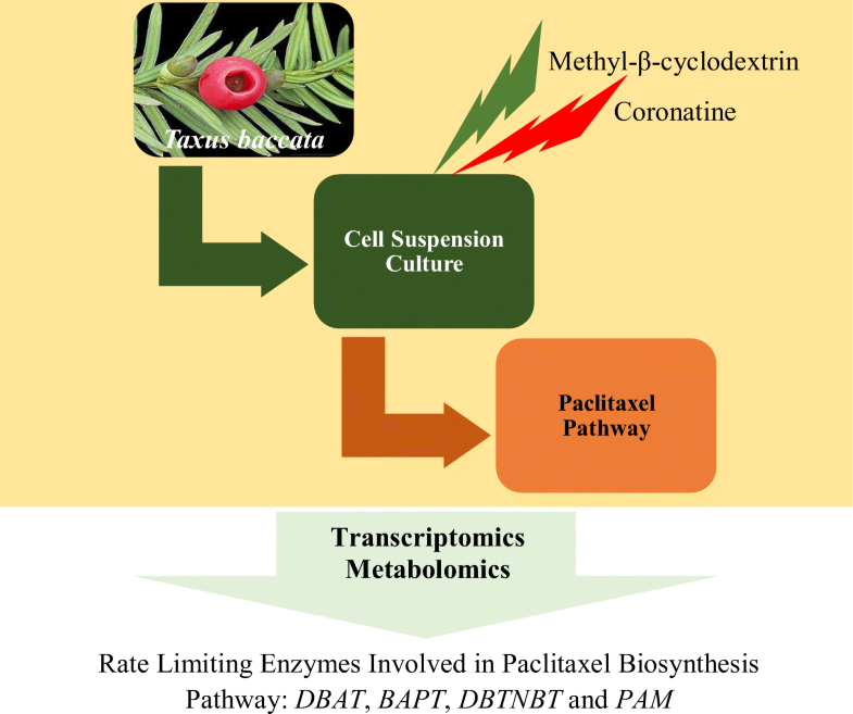 Identification of rate-limiting enzymes involved in paclitaxel ...
