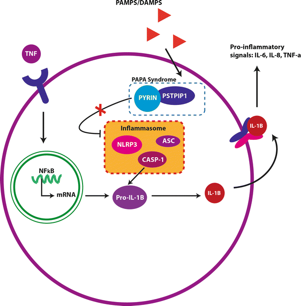 Pyoderma Gangrenosum: An Update on Pathophysiology, Diagnosis and ...