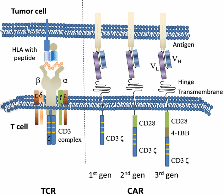 Chimeric Antigen Receptor-Engineered T Cells for the Treatment of ...