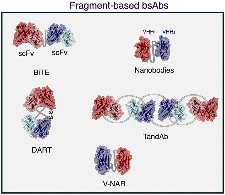 Expanding the Boundaries of Biotherapeutics with Bispecific Antibodies ...