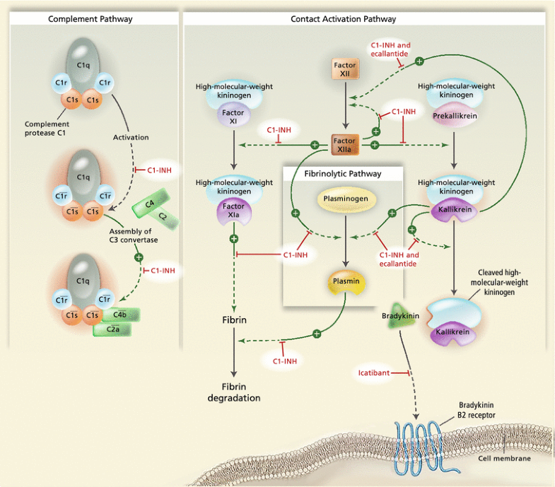Recombinant Human C1 Esterase Inhibitor in the Management of Hereditary ...