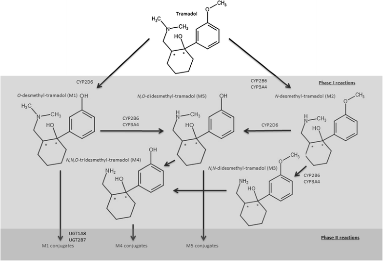 The Pharmacogenetics of Tramadol | SpringerLink