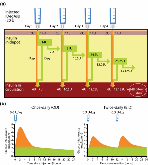A Review of Insulin Degludec/Insulin Aspart: Pharmacokinetic and ...