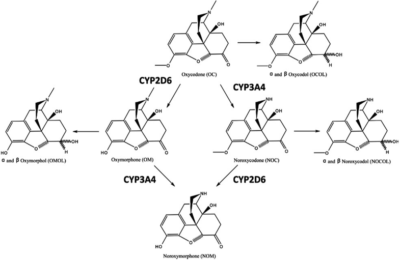 Updated Clinical Pharmacokinetics and Pharmacodynamics of Oxycodone ...