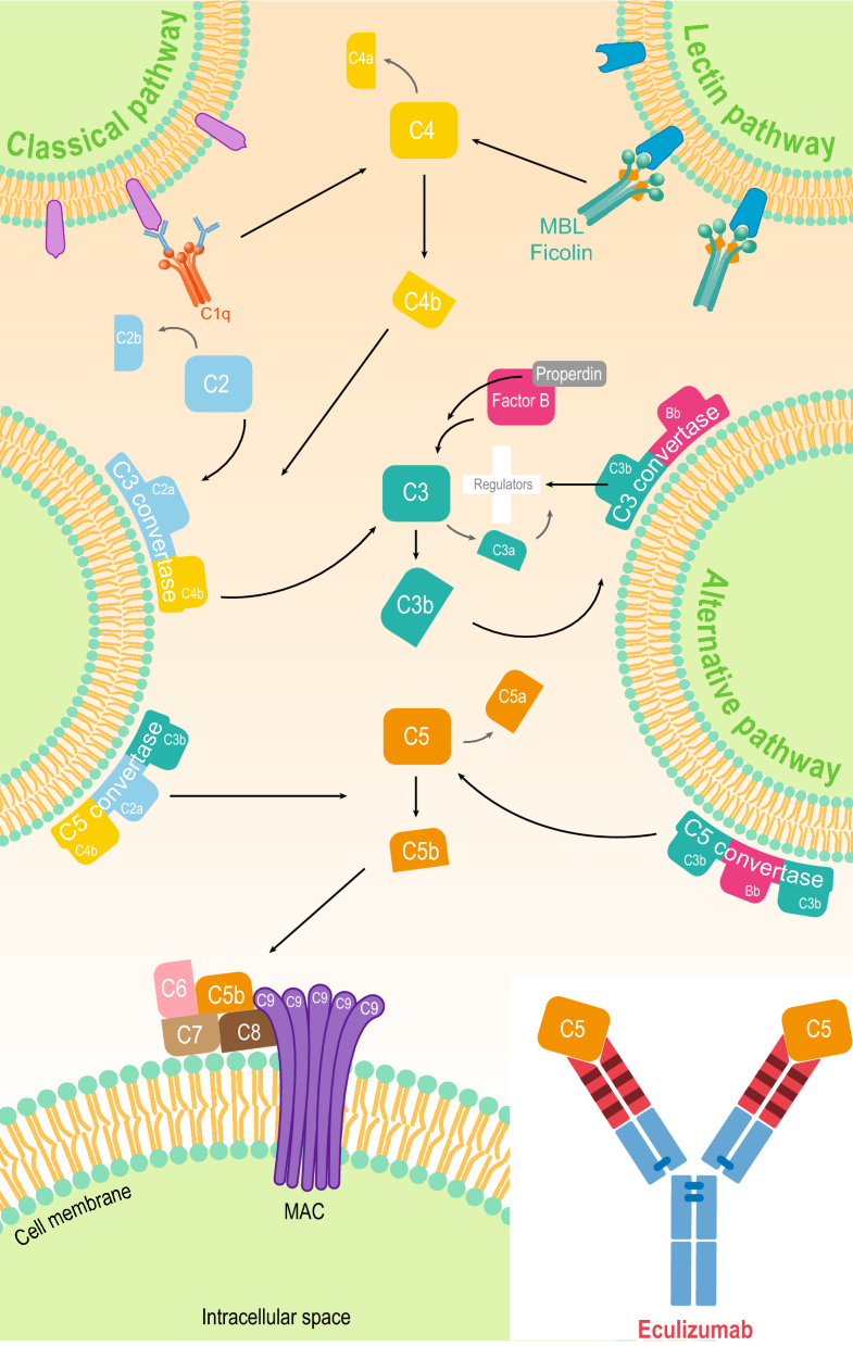 Pharmacology, Pharmacokinetics and Pharmacodynamics of Eculizumab, and ...