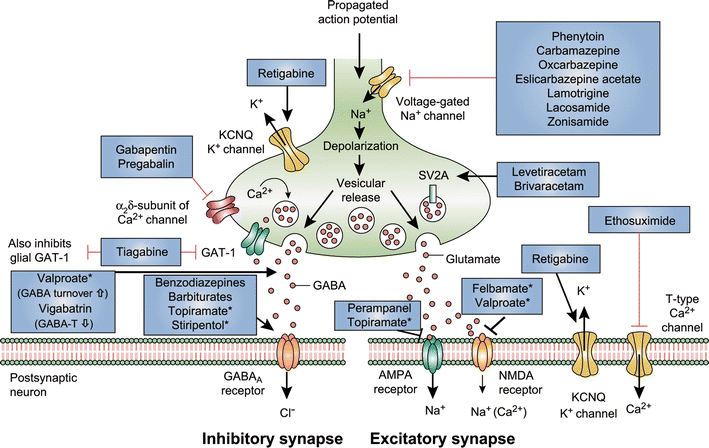 Synaptic Vesicle Glycoprotein 2A Ligands in the Treatment of Epilepsy and Beyond | SpringerLink